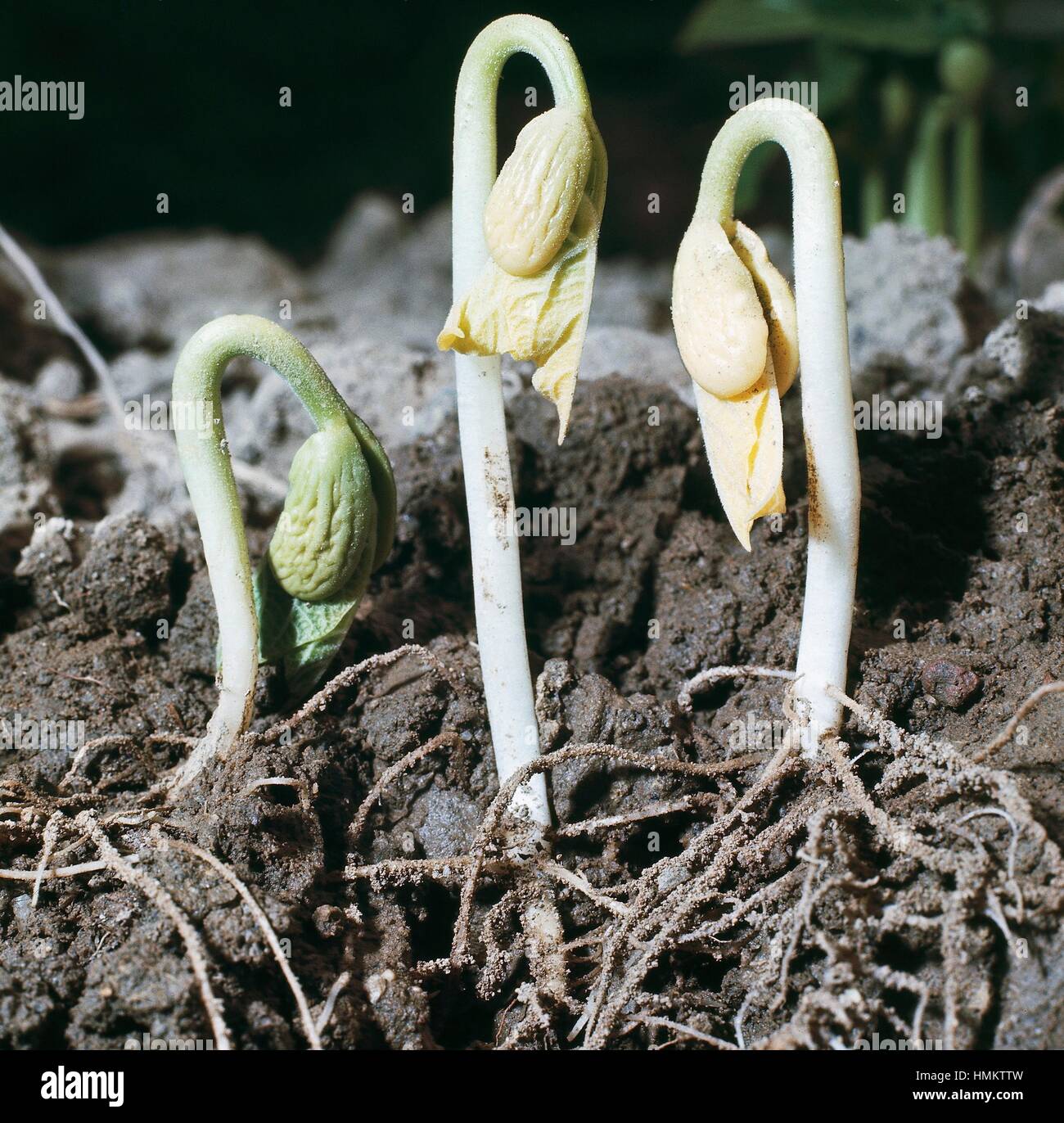 La germination des graines de haricot (Phaseolus vulgaris), Fabaceae ...