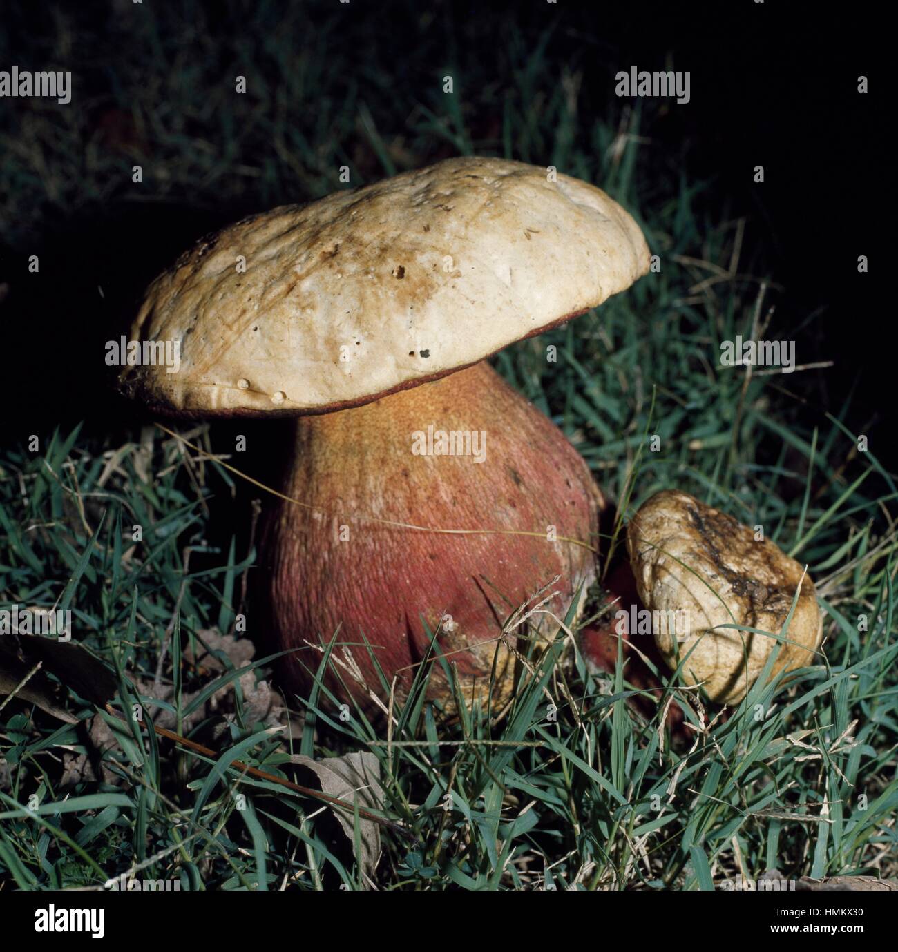 Satan ou mal porcini boletus satanas Banque de photographies et d ...