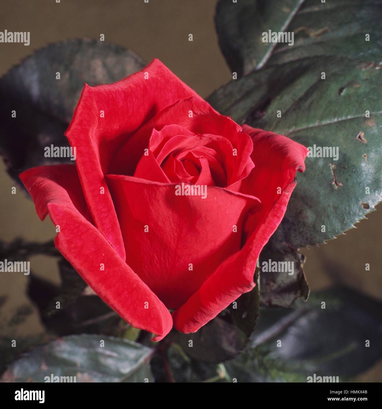 Baccara rose rosa sp Banque de photographies et d’images à haute ...