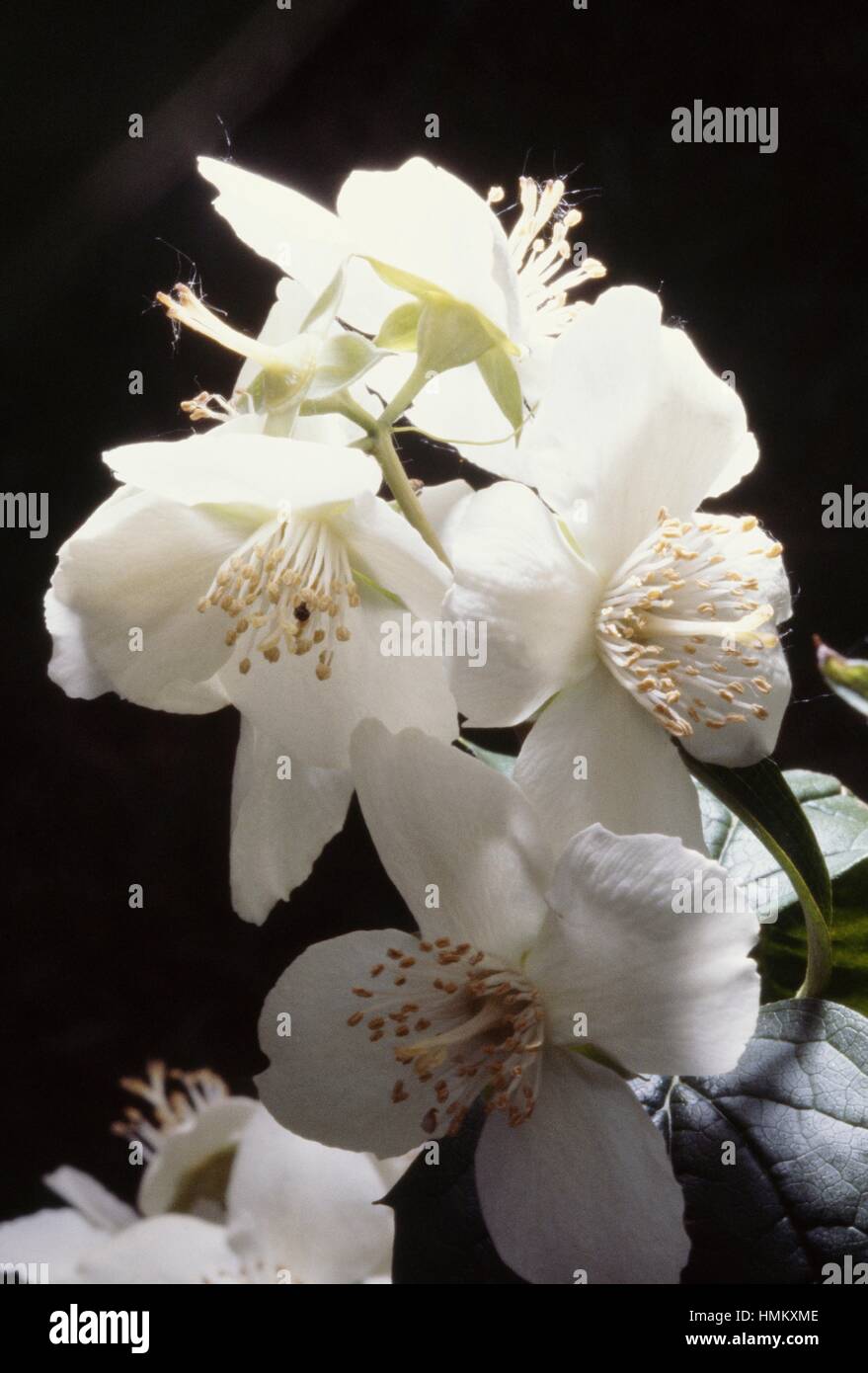 Philadelphus sp Banque de photographies et d’images à haute résolution ...