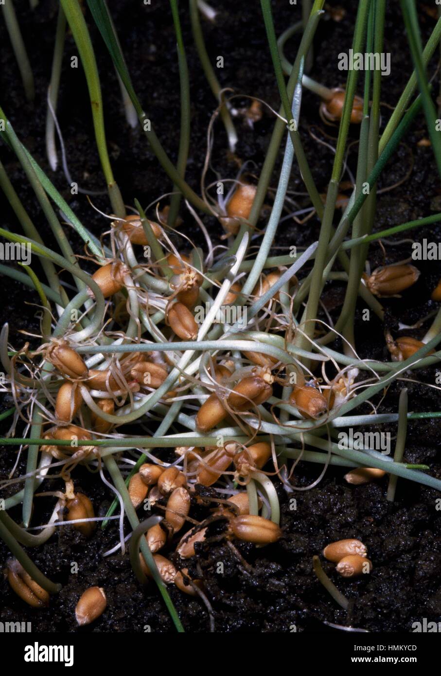 Caryopse de blé tendre ou blé tendre (Triticum aestivum ou Triticum ...