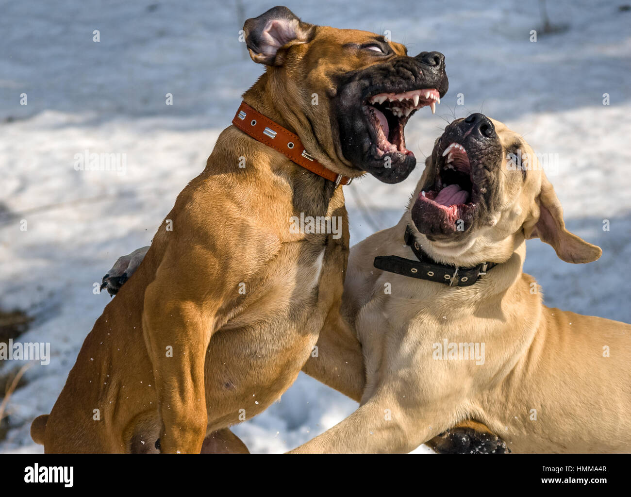 Boerboel Mastiff Banque d'image et photos - Alamy