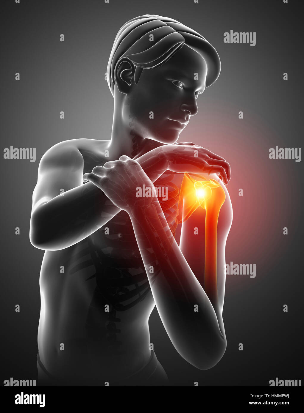 Anatomie du bras humain Banque de photographies et d’images à haute ...
