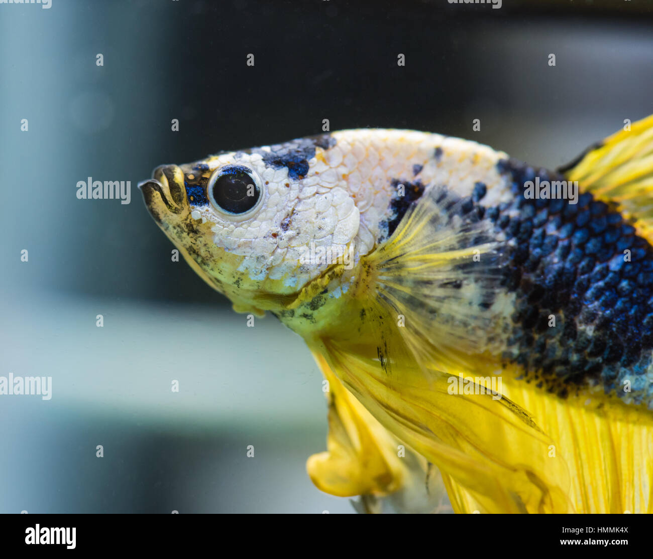 Betta Splendens (combattant Siamois Poisson). Dragon mâle papillon demi ...