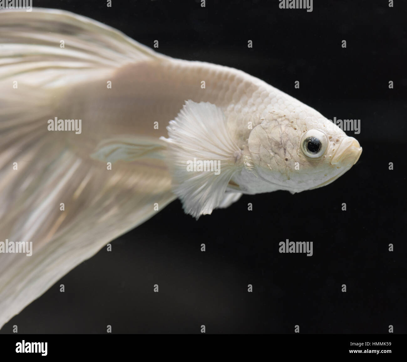 Betta Splendens (combattant Siamois Poisson). Demi-lune platine dumbo ...