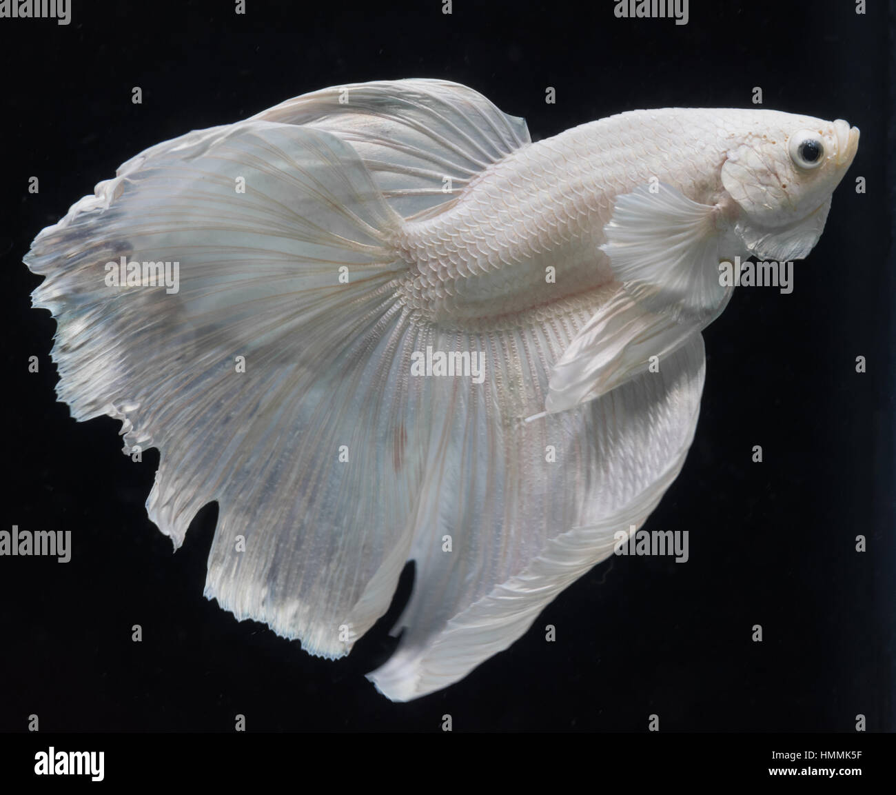 Betta blanche Banque de photographies et d’images à haute résolution ...