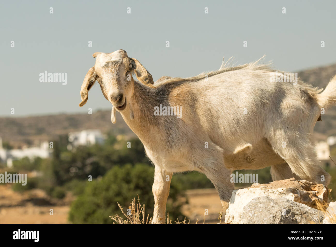 Chèvre drôle Banque de photographies et d’images à haute résolution - Alamy