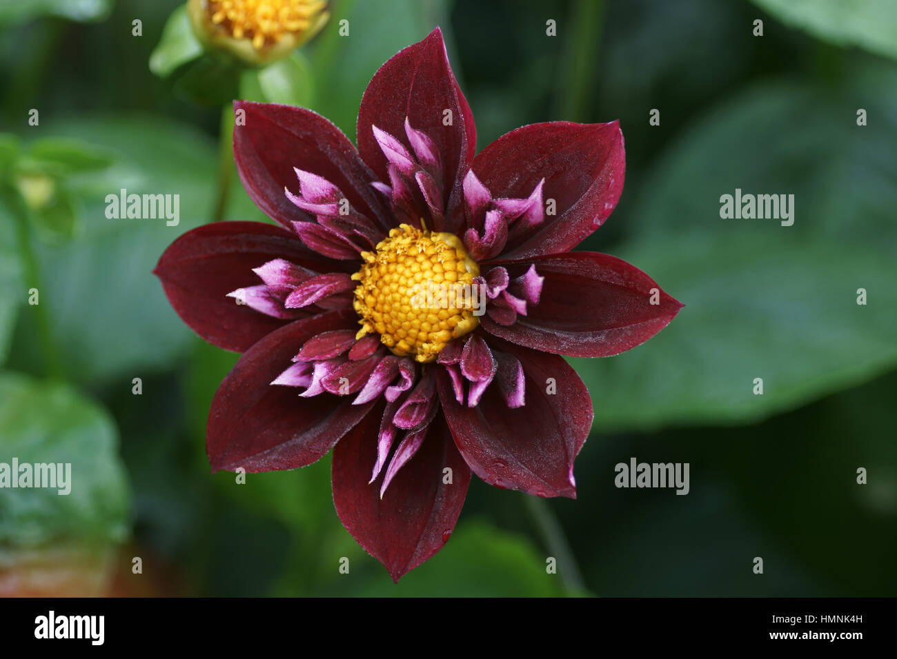Welsh knight Banque de photographies et d’images à haute résolution - Alamy