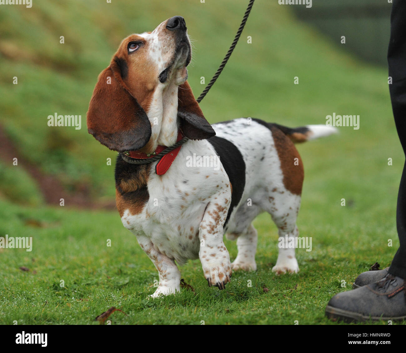 Basset hound dog Banque de photographies et d’images à haute résolution ...