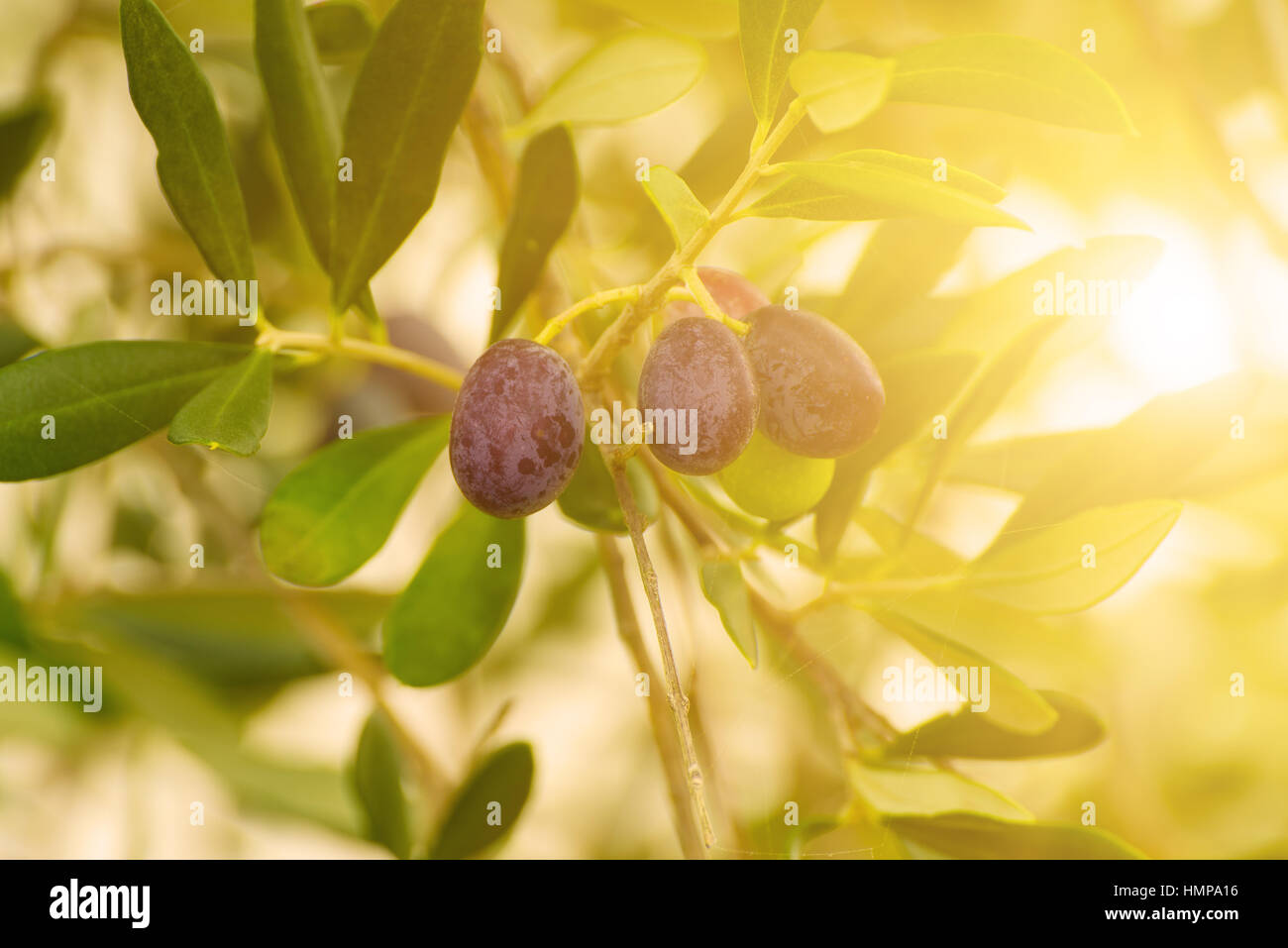Arbre généalogique olive avec des fruits Photo Stock - Alamy