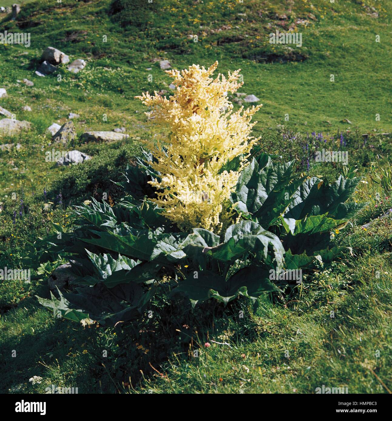 Rhubarbe rheum officinalis Banque de photographies et d’images à haute ...
