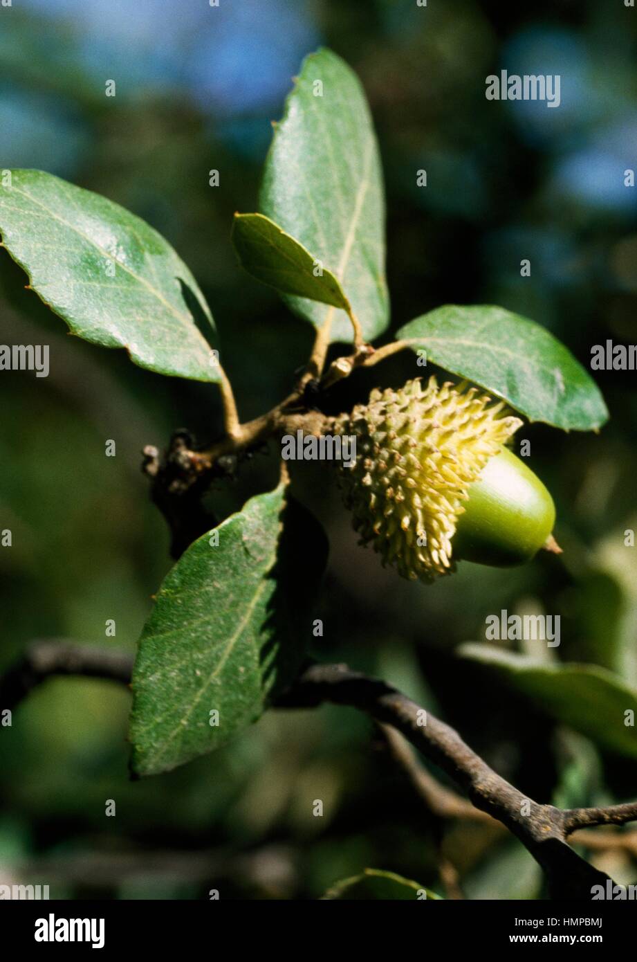 Fruits et feuilles de chêne kermès (Quercus coccifera), Fagaceae Photo ...