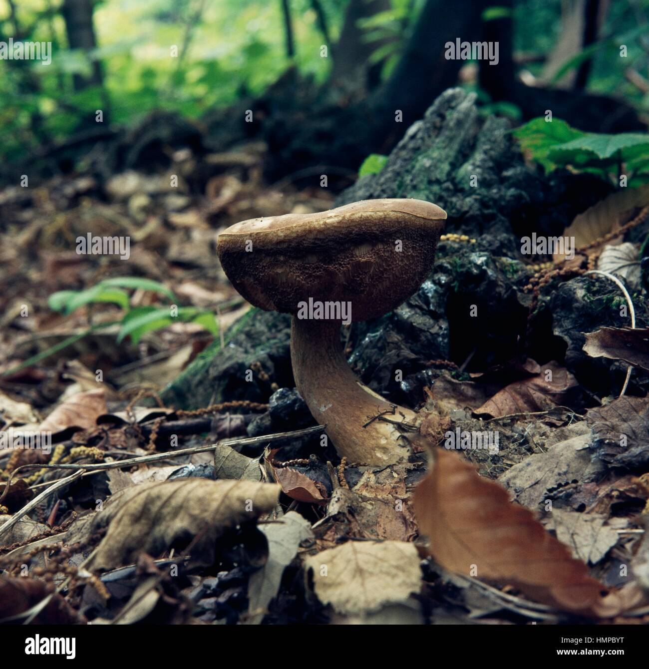Autrefois boletus Banque de photographies et d’images à haute ...