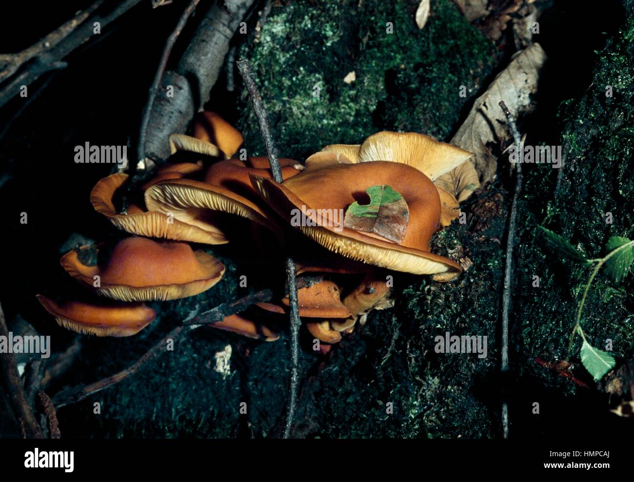 Clitocybe olearia Banque de photographies et d’images à haute ...