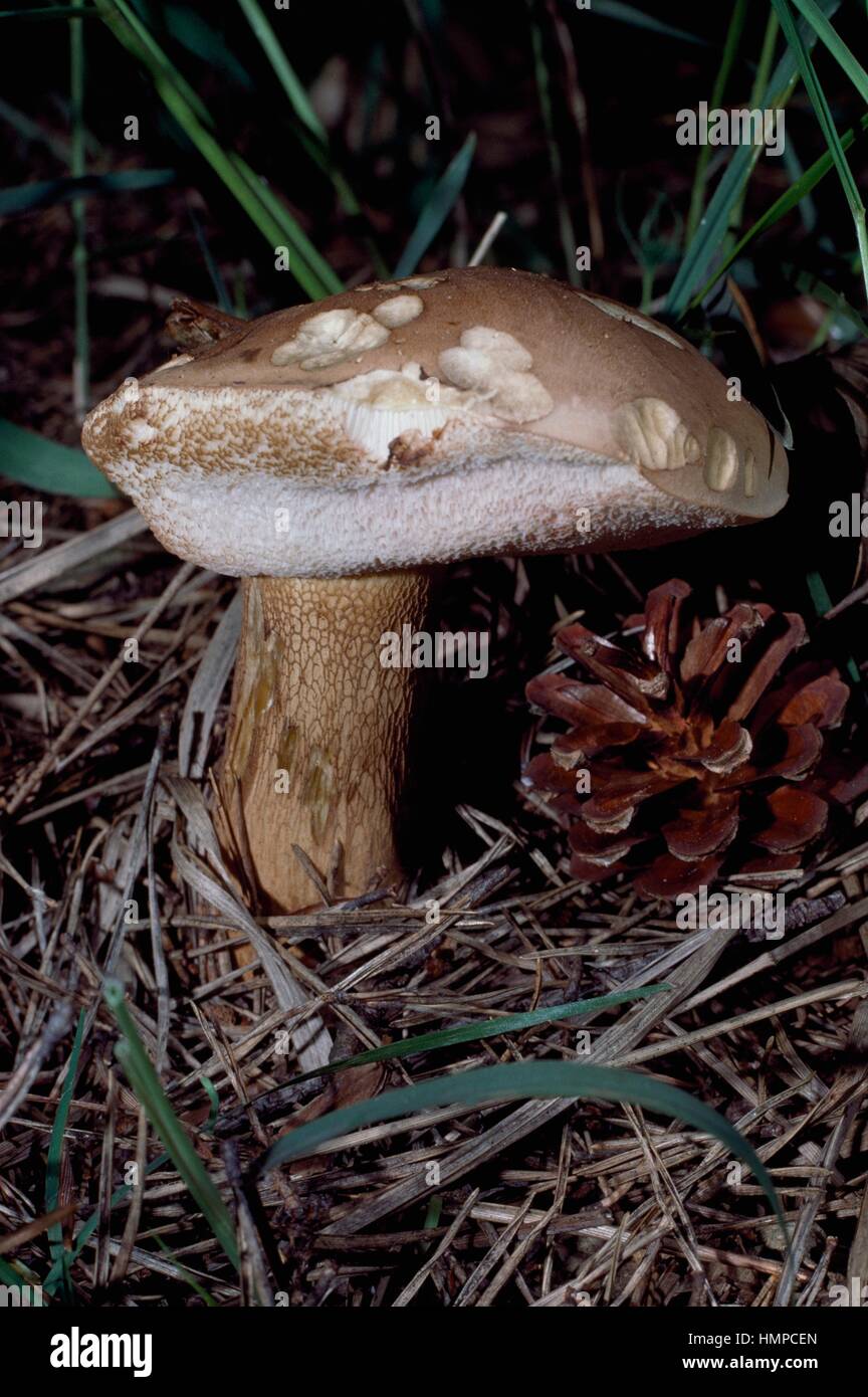 Autrefois boletus Banque de photographies et d’images à haute ...