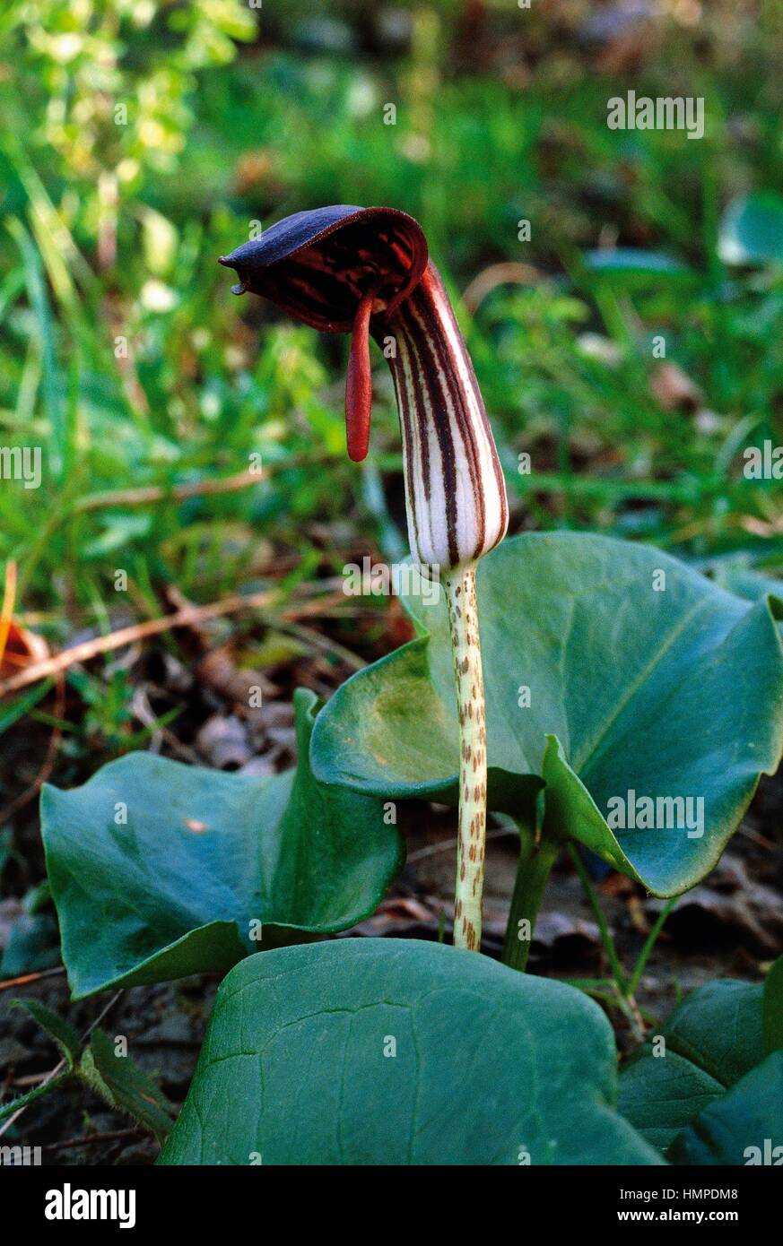 Tableau de bord du frère ou Larus (Arisarum vulgare), Araceae Photo ... Tableau de bord du frère ou Larus (Arisarum vulgare), Araceae Photo ...