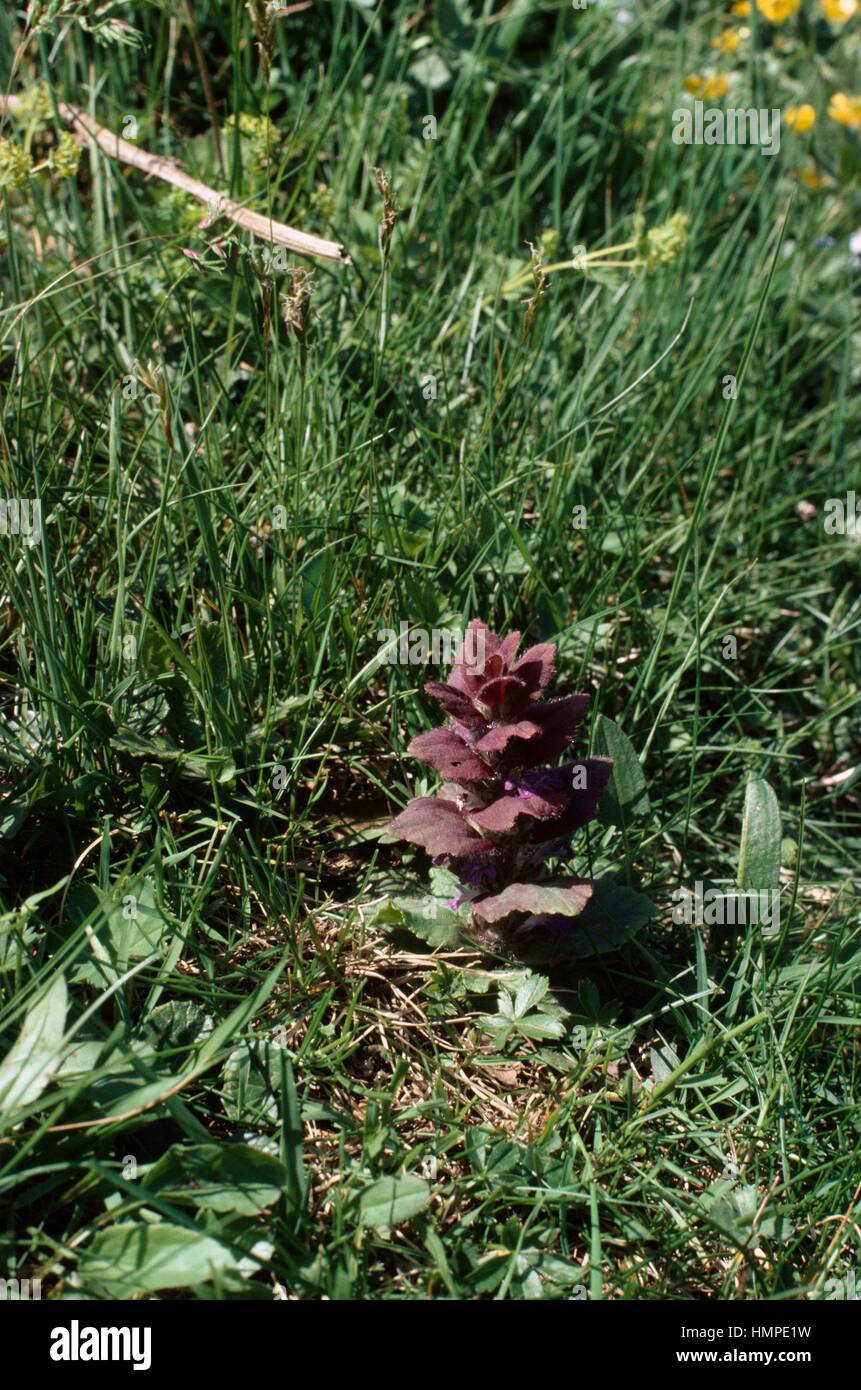 Pyramidal Bugle Ajuga Pyramidalis Banque d'image et photos - Alamy