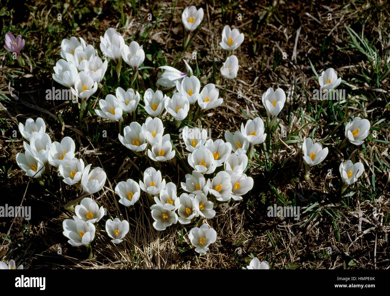 Crocus purpureus Banque de photographies et d’images à haute résolution ...