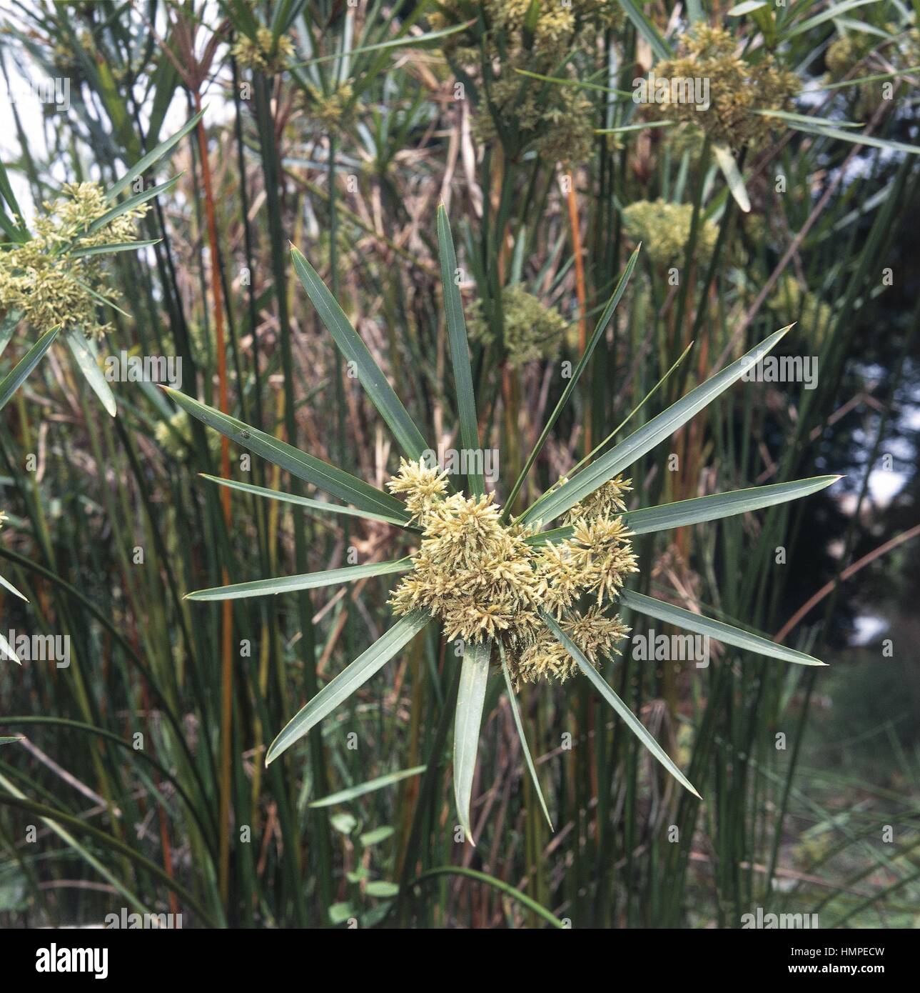 Gros plan de fleurs de papyrus cyperus Banque de photographies et d ...