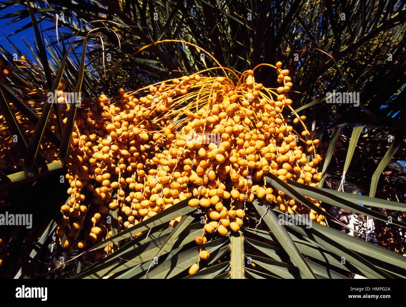 Phoenix canariensis gros plan Banque de photographies et d’images à ...