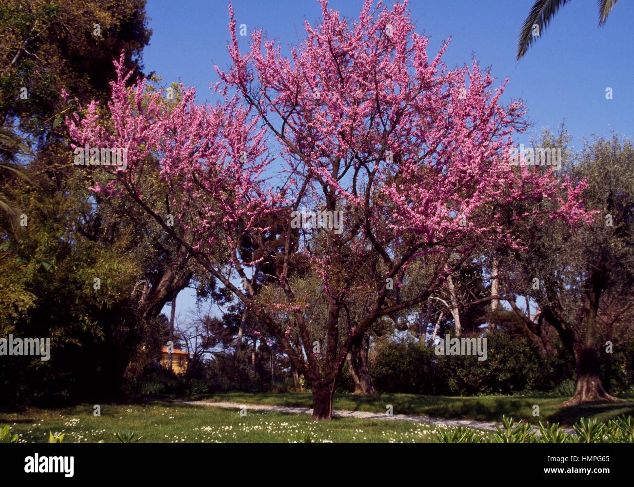 Botany fabaceae judas tree Banque de photographies et d’images à haute ...