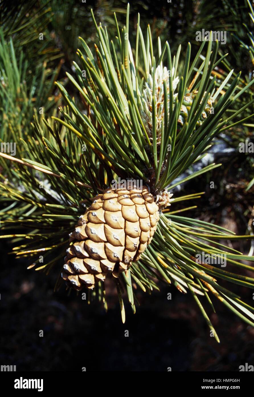 Les feuilles de pin laricio Pinus nigra (strobiles et mélèze), Pinaceae ...