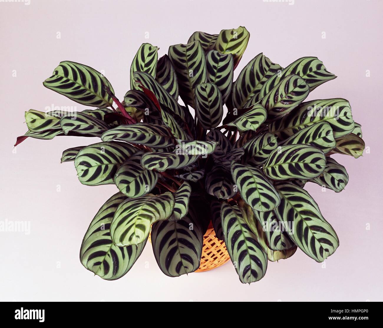 Marantaceae sp Banque de photographies et d’images à haute résolution ...