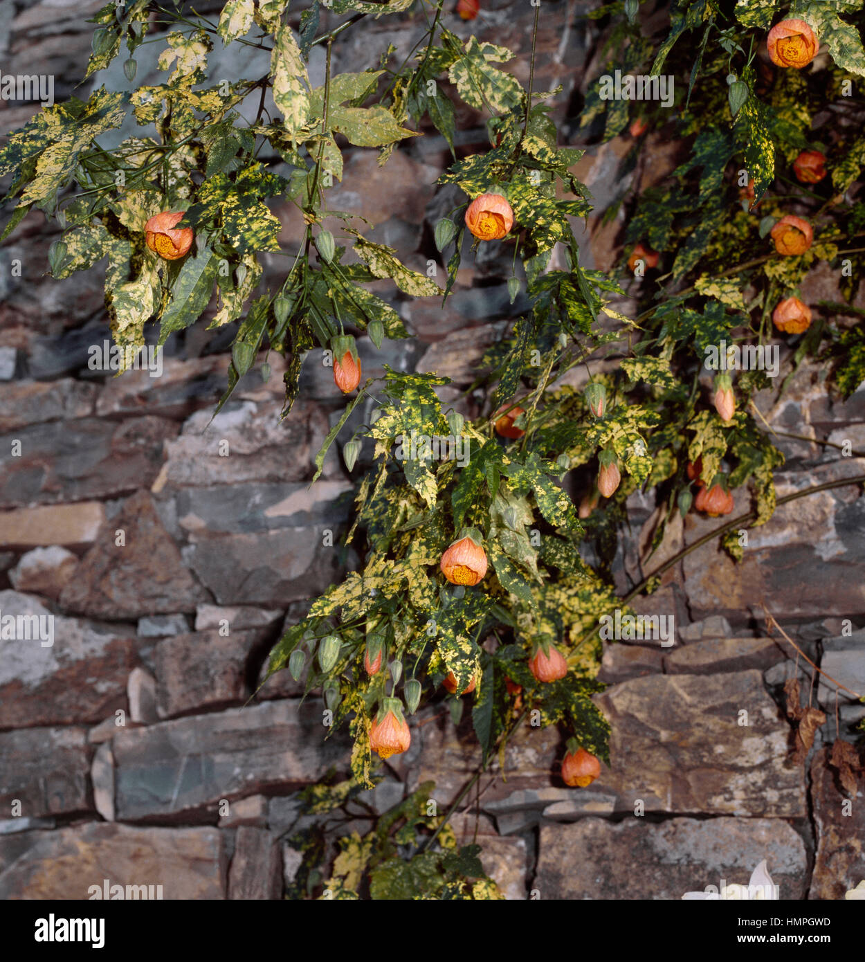 Abutilon pictum Banque de photographies et d’images à haute résolution ...