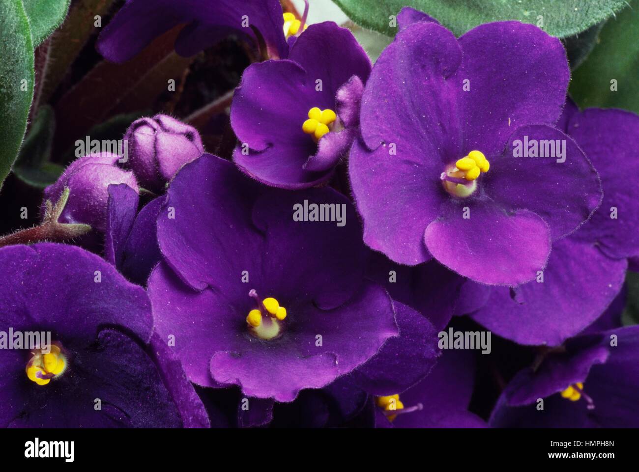 African violet saintpaulia ionantha Banque de photographies et d’images ...