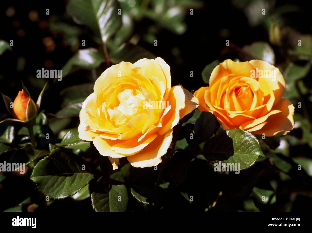 Rosa ambre reine rose Banque de photographies et d’images à haute ...