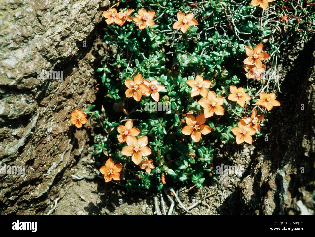Anagallis linifolia Banque de photographies et d’images à haute ...