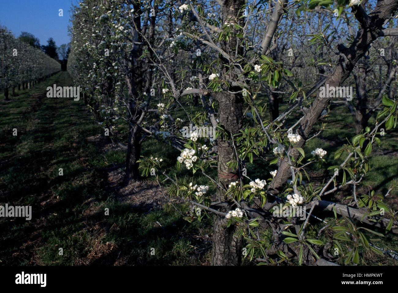 Poiriers en fleurs pyrus sp Banque de photographies et d’images à haute ...