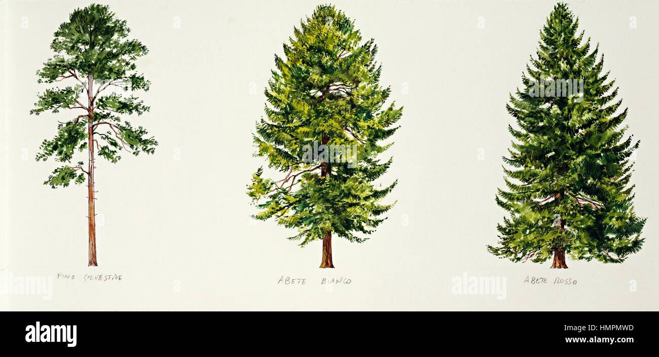 Pinus alba Banque de photographies et d’images à haute résolution - Alamy