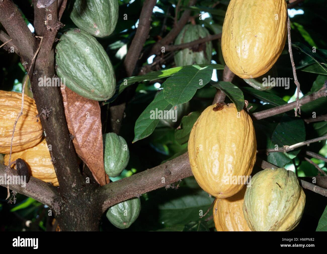 Cacaoyer ou cacaoyer (Theobroma cacao), Malvaceae, Togo, Afrique Photo ...