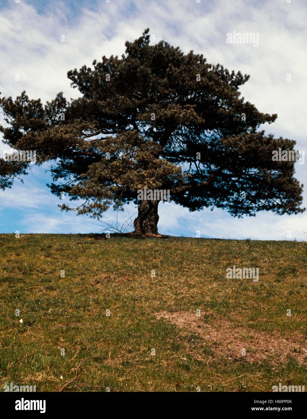 Arbre unique pinus sylvestris pinaceae Banque de photographies et d ...