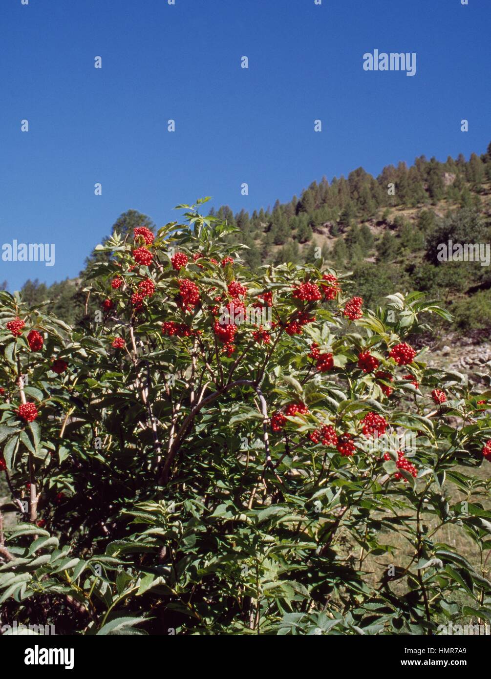 Sureau sureau rouge et la montagne (Sambucus racemosa), Caprifoliaceae ...