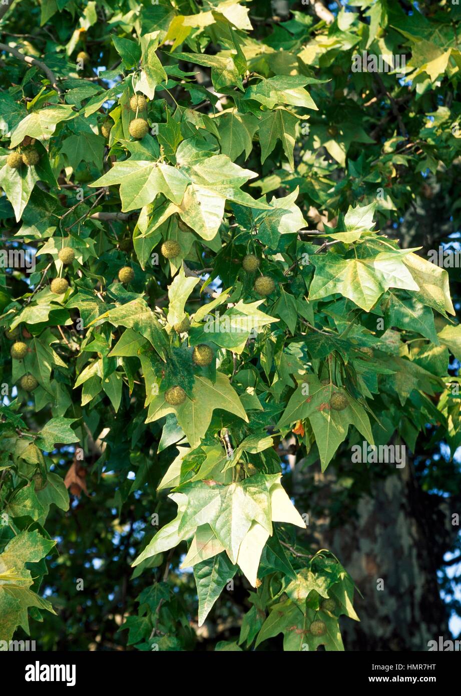 Feuilles platane londres Banque de photographies et d’images à haute ...