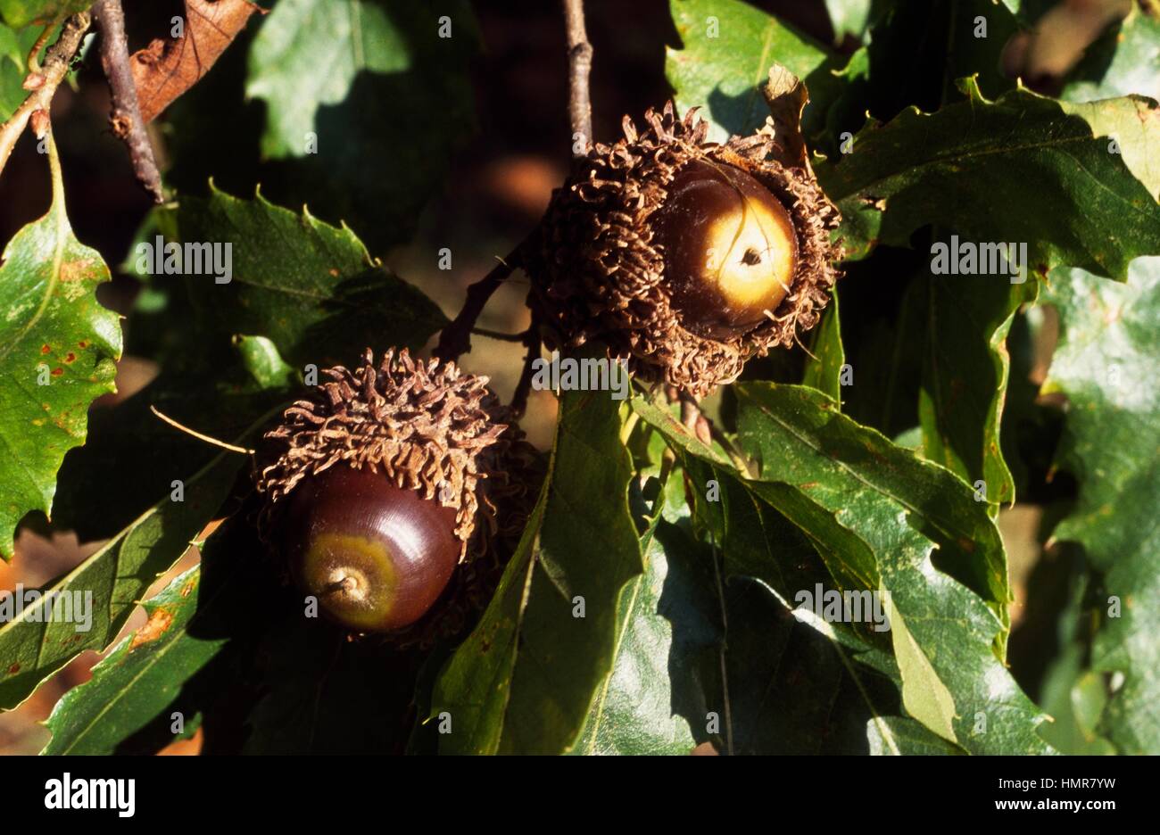 Liban : les feuilles de chêne et de glands (Quercus libani), Fagaceae ...