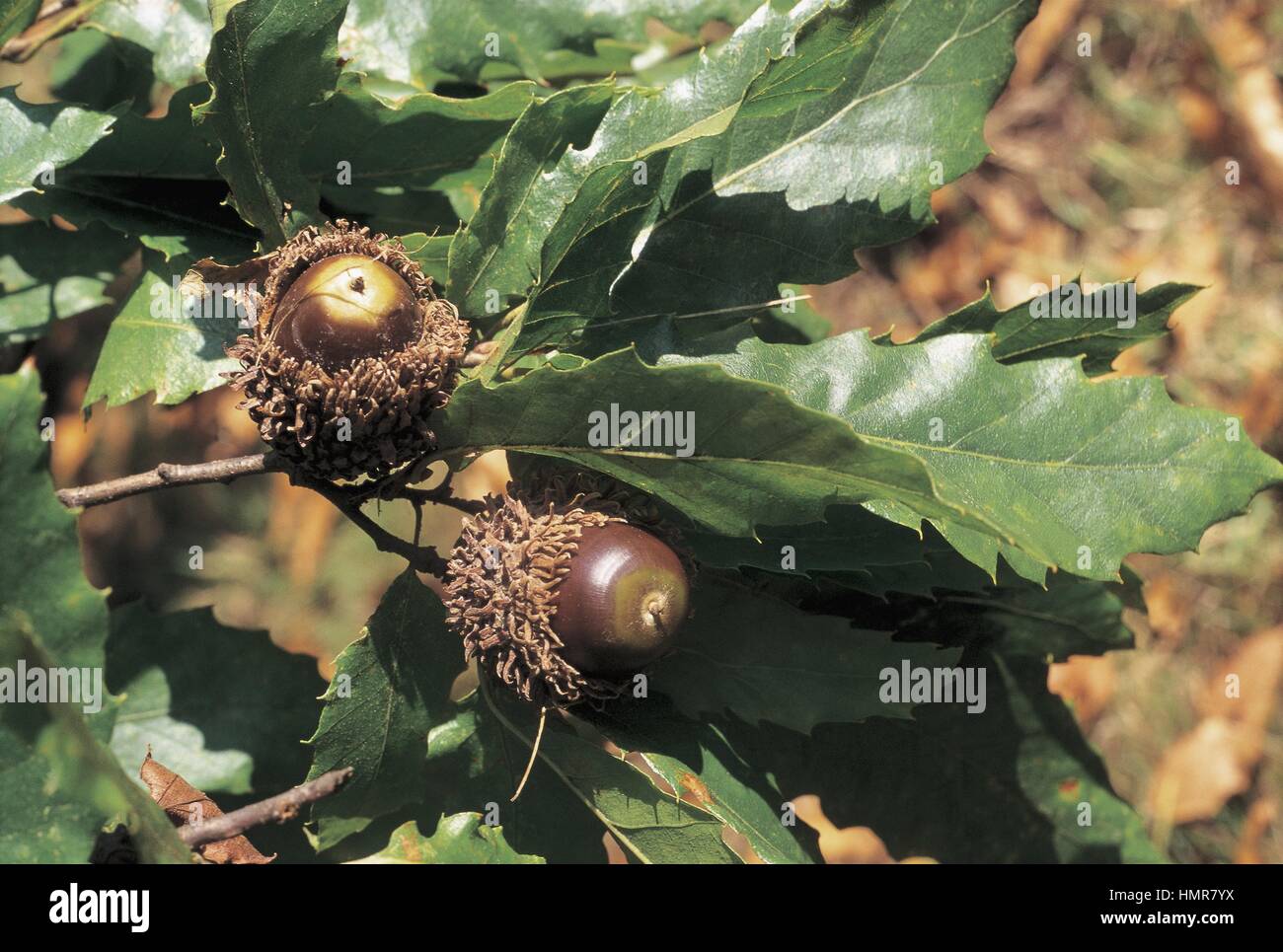 Quercus libani Banque de photographies et d’images à haute résolution ...