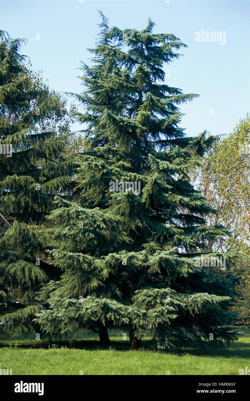 Deodar Cedar ou cèdre de l'Himalaya (Cedrus deodara), Pinaceae Photo ...