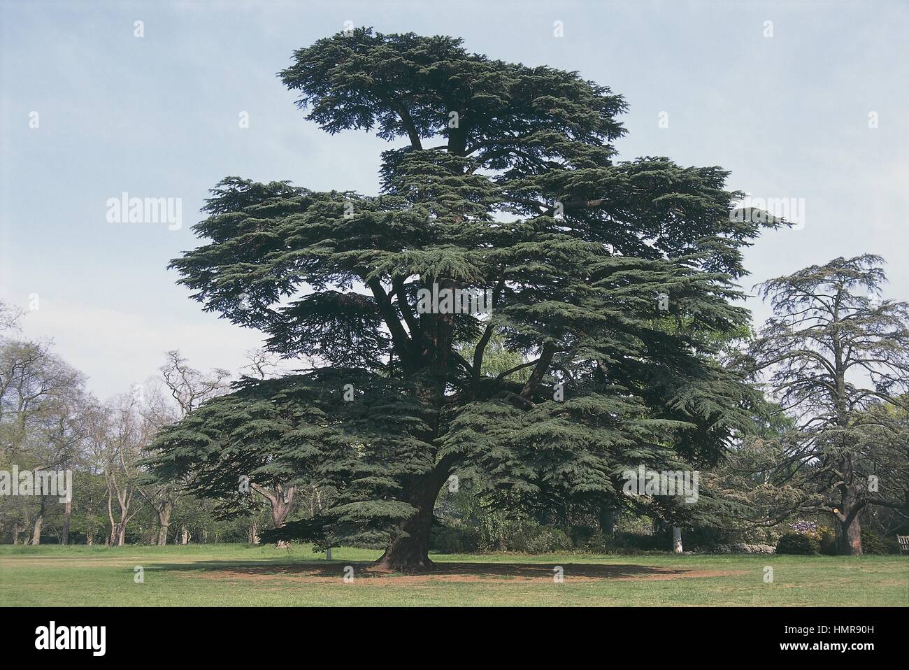 Cedar of lebanon cedrus libani Banque de photographies et d’images à ...