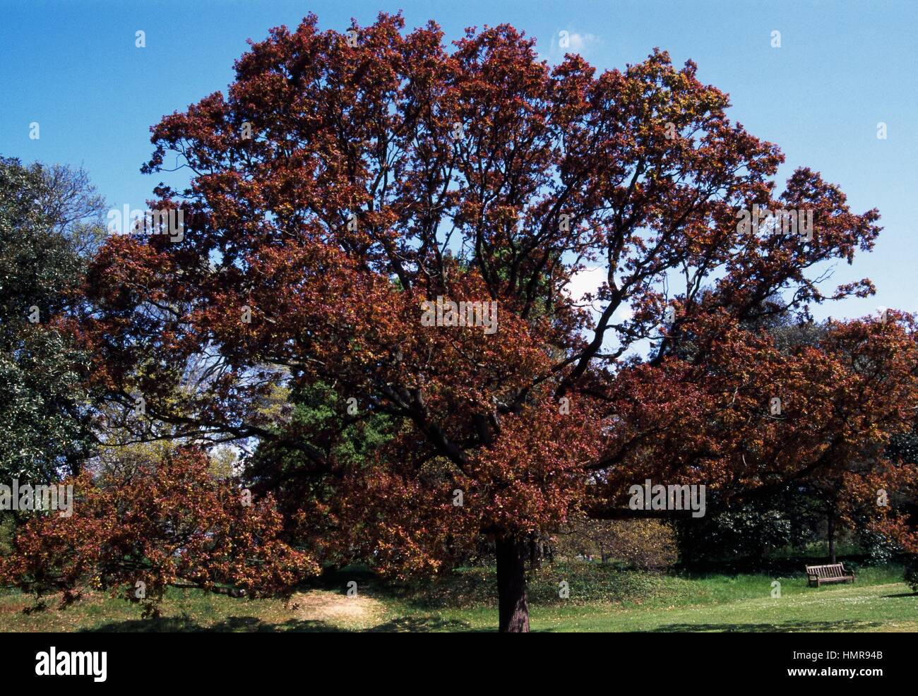 Quercus robur purpurascens Banque de photographies et d’images à haute ...