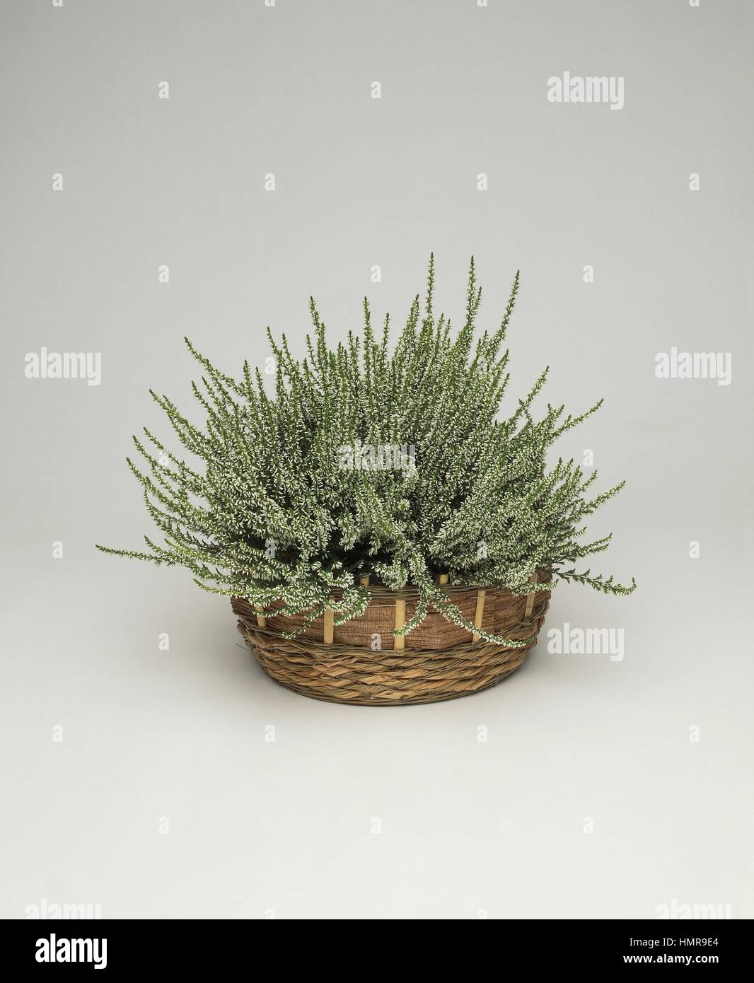 Erica sp Banque de photographies et d’images à haute résolution - Alamy