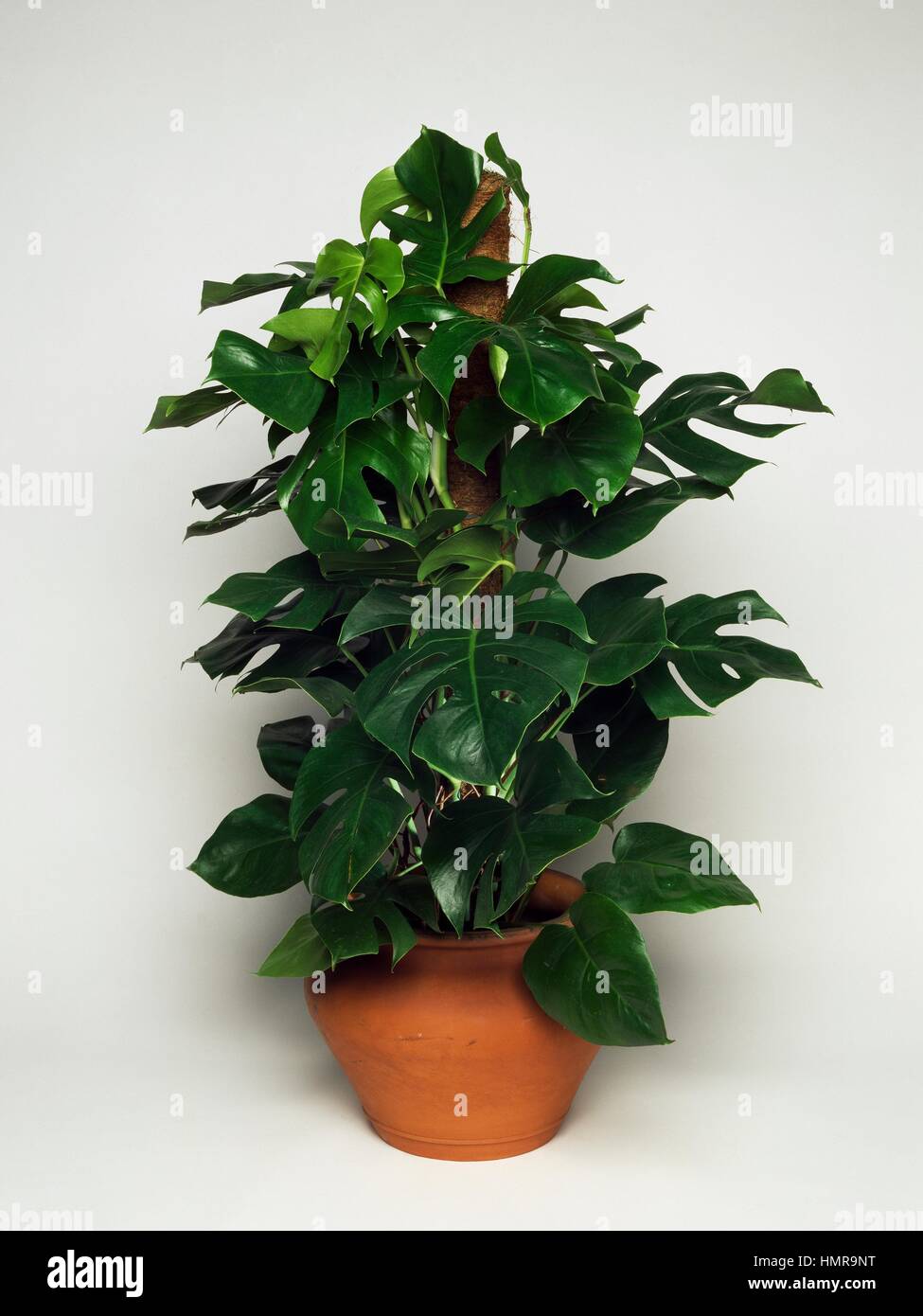 Tarovine philodendron pertusum monstera Banque de photographies et d ...