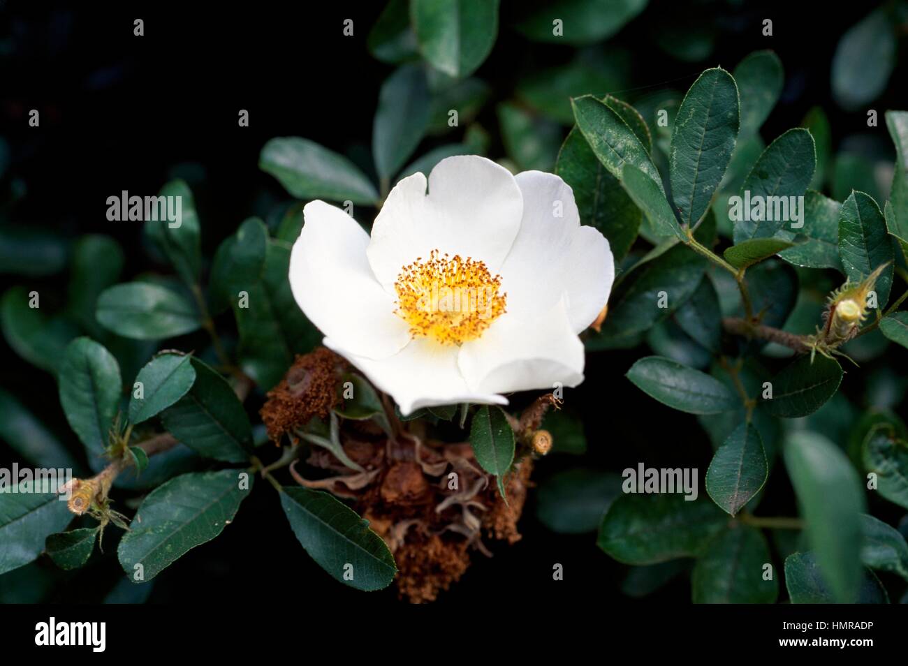 Rosa bracteata Banque de photographies et d’images à haute résolution ...
