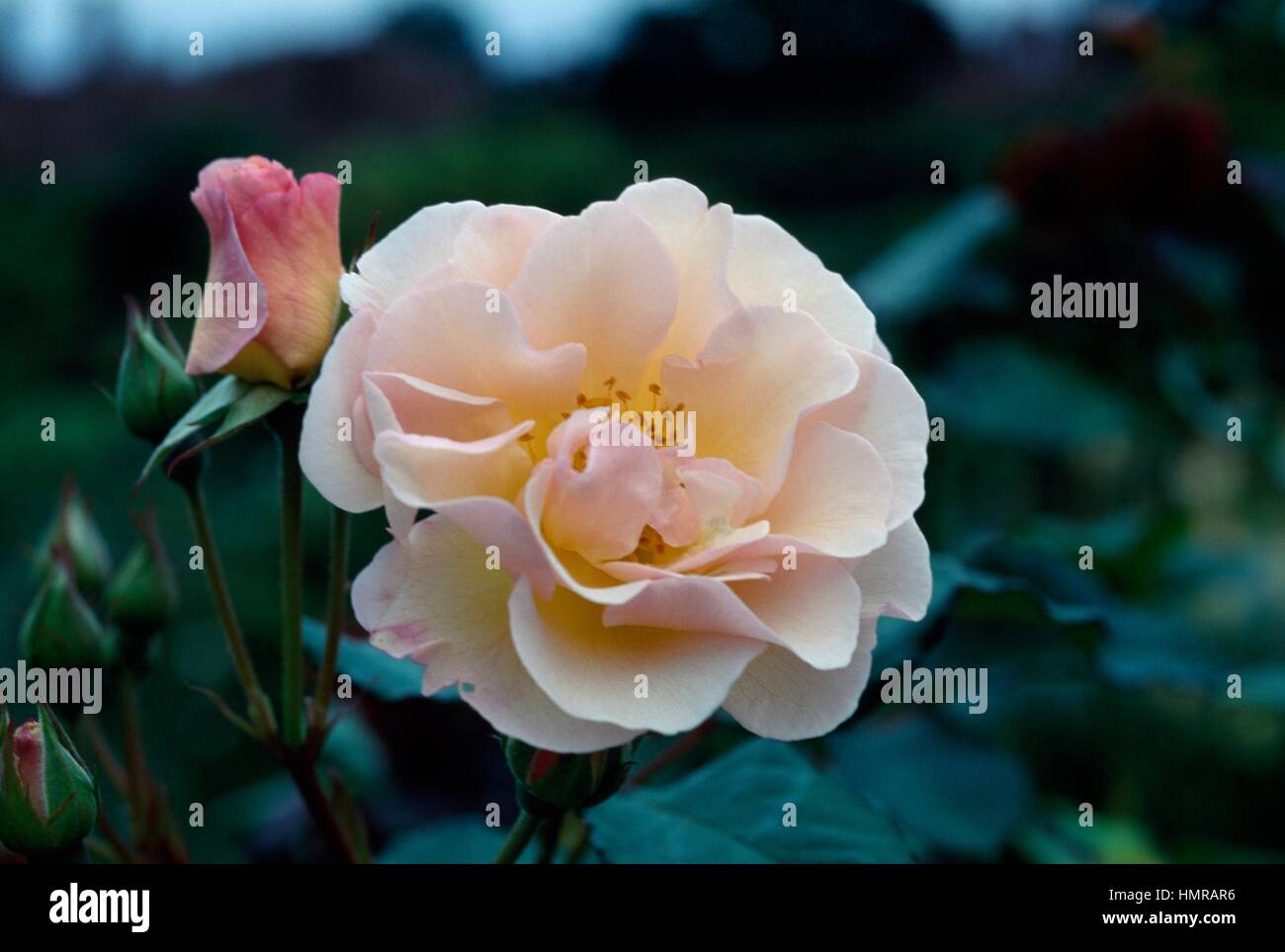 Rosa penelope Banque de photographies et d’images à haute résolution ...