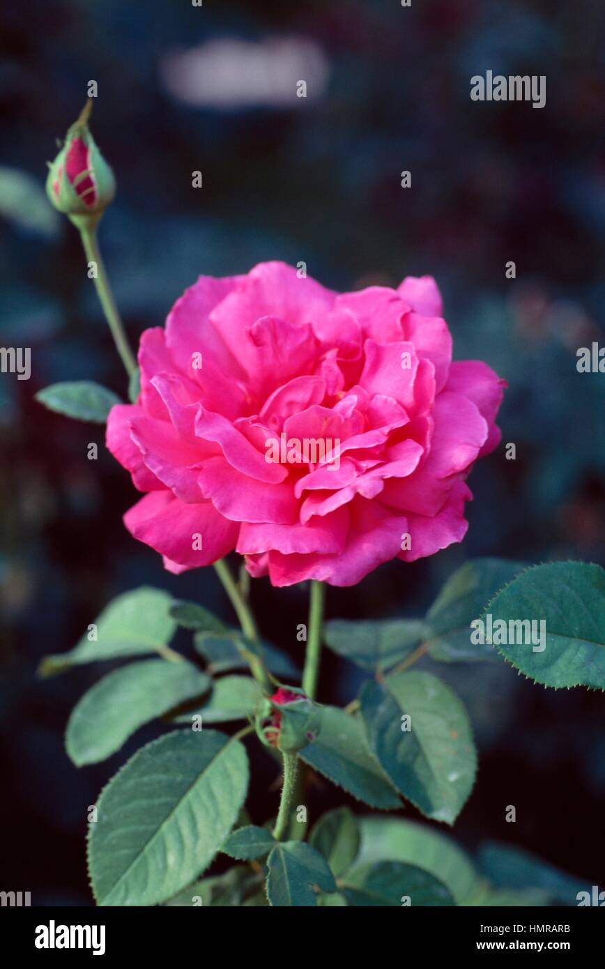 Rosa maria Banque de photographies et d’images à haute résolution - Alamy