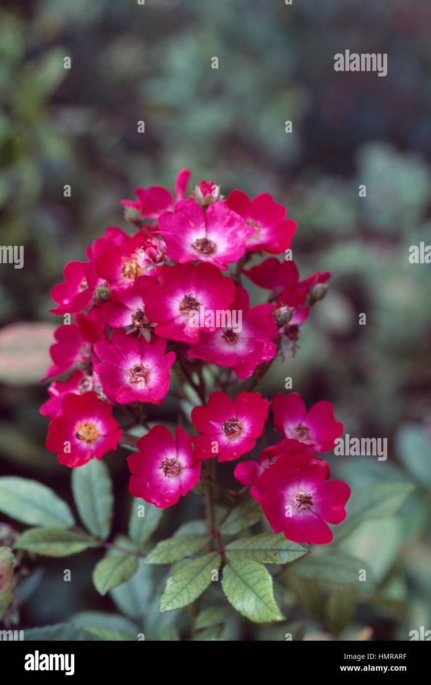 Rosa marjorie fair rose Banque de photographies et d’images à haute ...