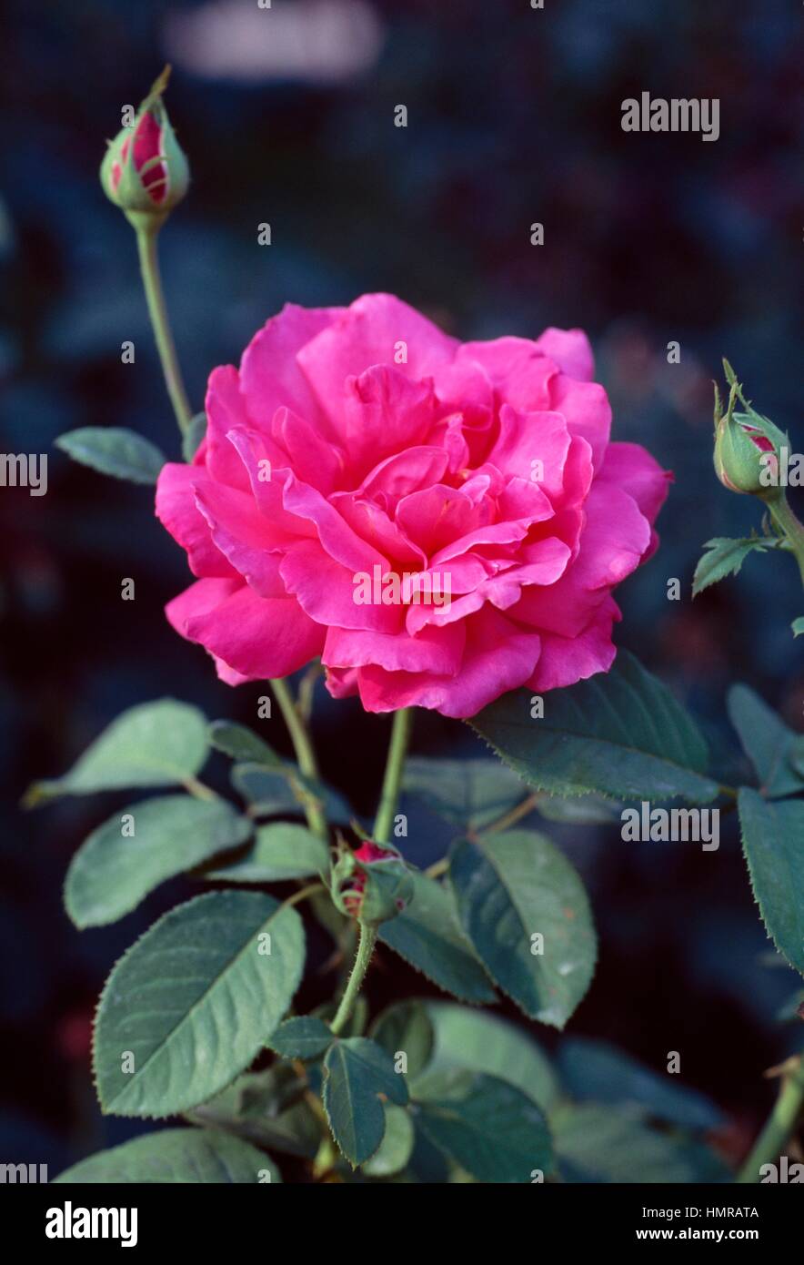 Rosa maria Banque de photographies et d’images à haute résolution - Alamy