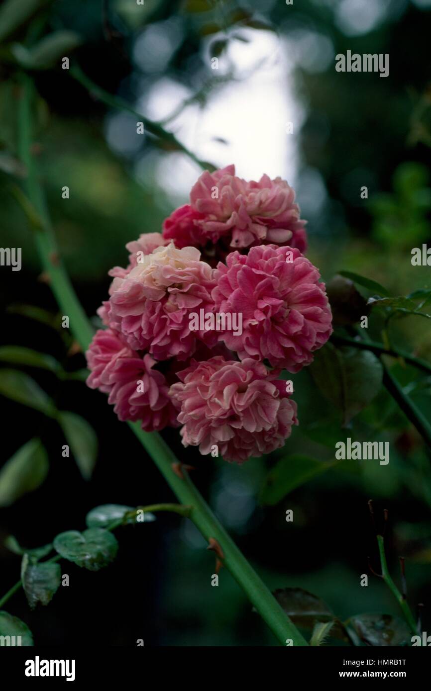 Dorothy rose Banque de photographies et d’images à haute résolution - Alamy